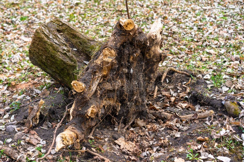 Tree uprooted by the storm stock image. Image of climate - 172558697