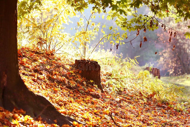 Stump and Trees in Autumn Forest with Yellow Foliage Stock Photo ...
