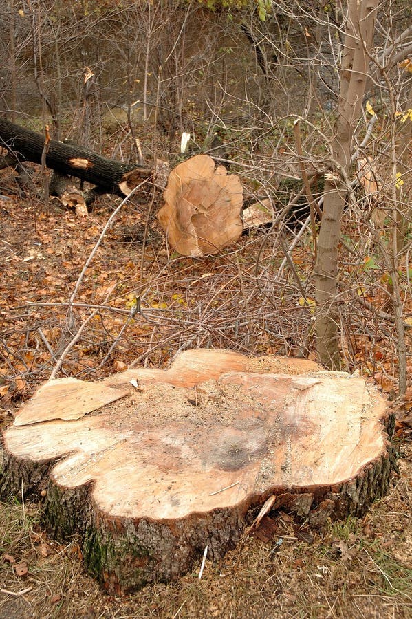 Stump stock image. Image of deforestation, tree, leaves - 35084549