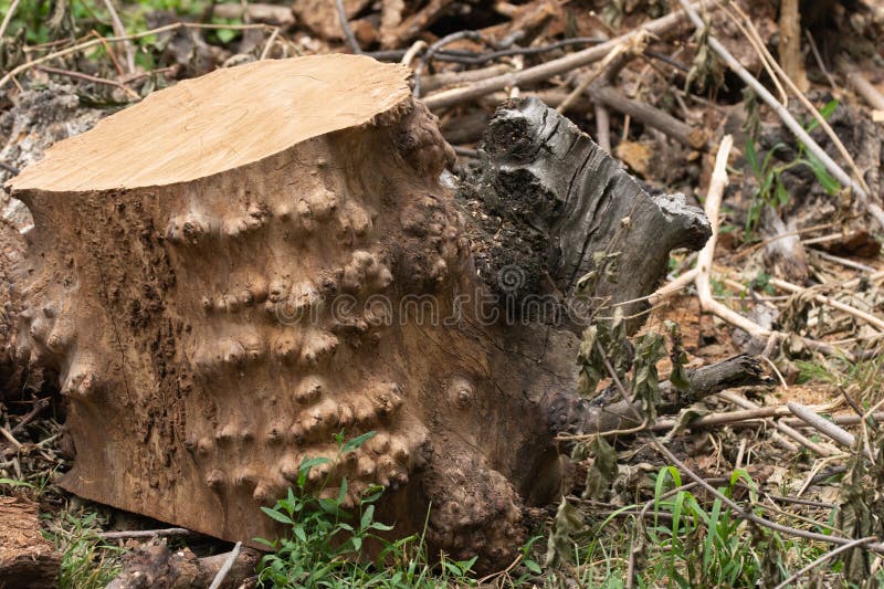 Stump with Unusual Shapes on the Surface Stock Photo - Image of texture ...