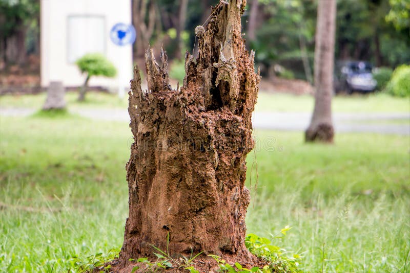 The Stump Was Decay by Termite Stock Photo - Image of bark, stump: 78467984