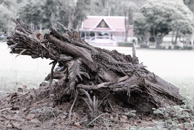 The Stump Was Decay by Termite Stock Image - Image of finland, tree ...