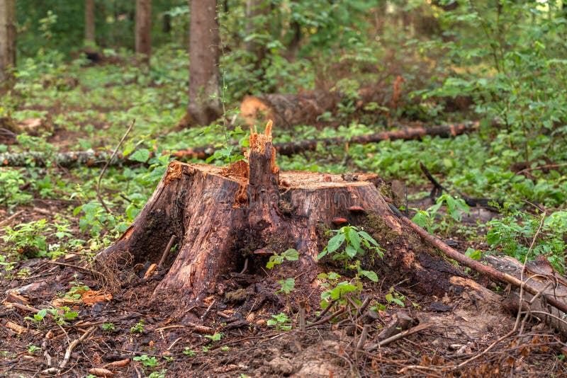 The Stump Was Left from a Big Old Tree in the Wild Forest. the Old ...