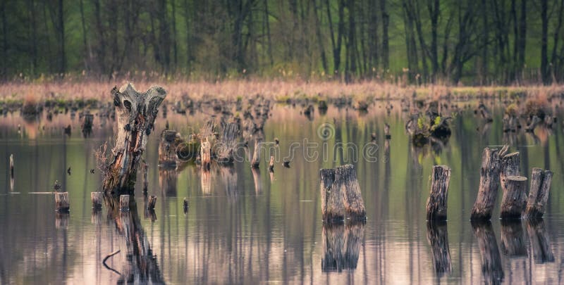 Stump in water stock photo. Image of river, leaf, beauty - 99575788