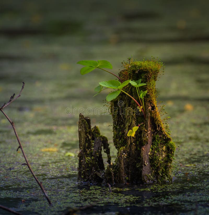 Stump in water stock image. Image of leaf, lake, tree - 99575909