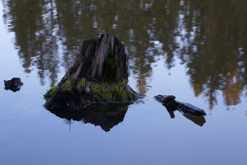 Stump in the water stock photo. Image of young, natural - 42892050
