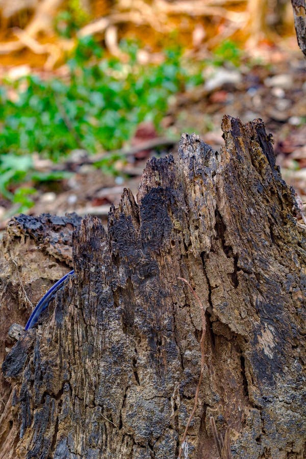 Sump Pump Vector Stock Photos - Free & Royalty-Free Stock Photos from ...