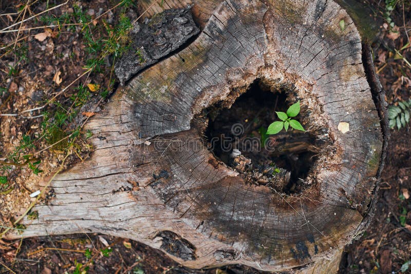 The Stump from Which a New Sprout Grows. the Concept of Life after a ...