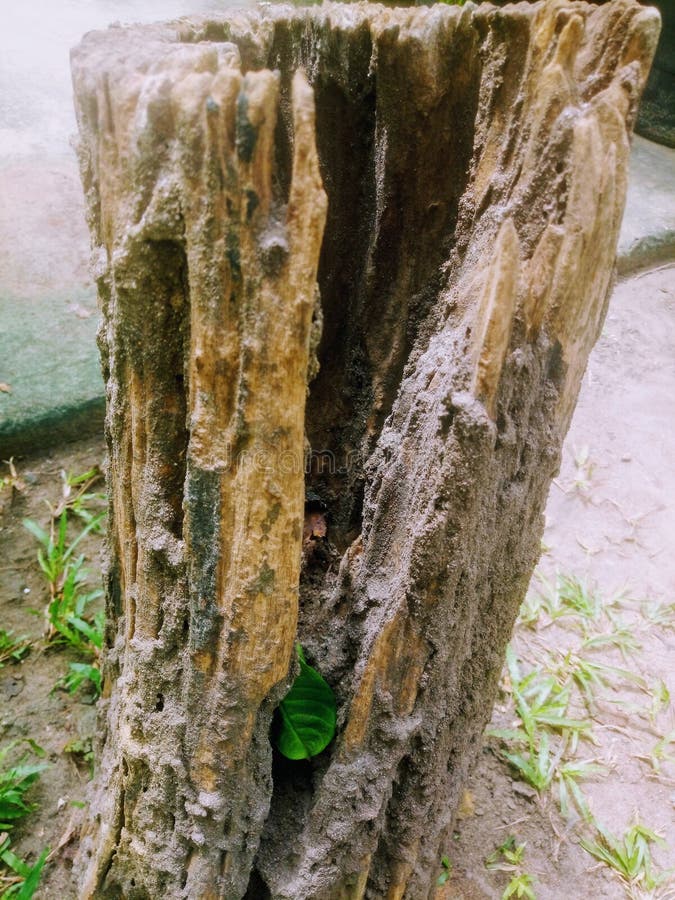 Stump stock photo. Image of bark, tree, rottening, stump - 151463958