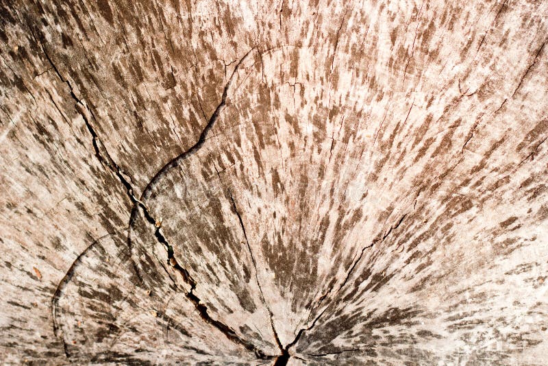 Stump Wood. stock image. Image of hardwood, carpentry - 53649153