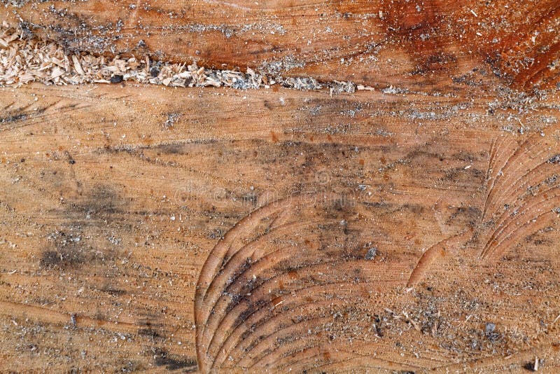 Stump Wooden Structure for Texture or Background Stock Photo - Image of ...