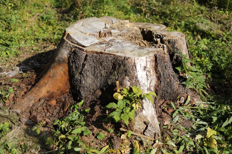 A Stump in the Woods. a Cut Tree Stock Photo - Image of landscaped ...