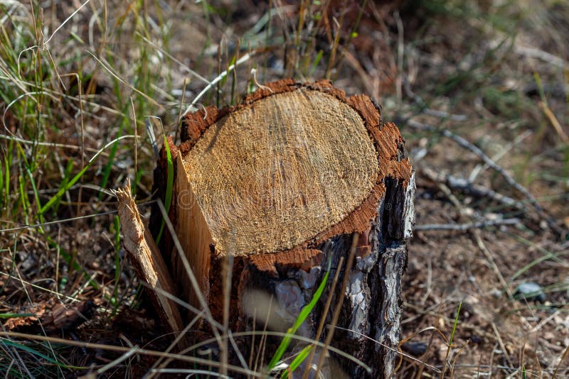 Stump of Young Pine Tree, Danger To Environment Stock Photo - Image of ...