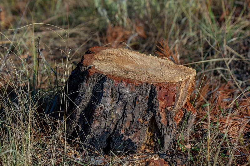 Stump of Young Pine Tree, Danger To Environment Stock Photo - Image of ...
