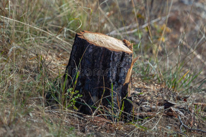 Stump of Young Pine Tree, Danger To Environment Stock Image - Image of ...
