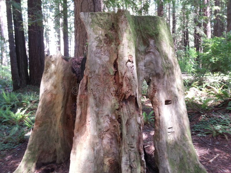 Stumped in the Spring stock photo. Image of nature, mossy - 165991570