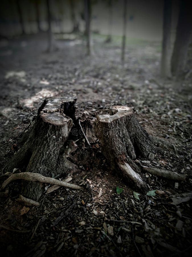 Are You Stumped yet? stock image. Image of grass, gold - 173298573