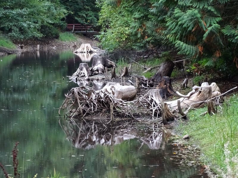 Are You Stumped yet? stock image. Image of grass, gold - 173298573