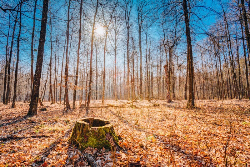 Stumpf in Autumn Oak Forest Nobody Stockbild - Bild von land, fallen ...