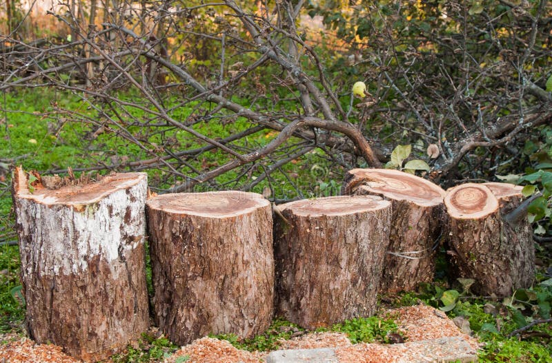 Appletree Stumps Stock Photos - Free & Royalty-Free Stock Photos from ...