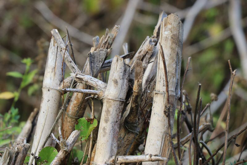 Stumps of Bamboo Tree in Dry State after it Has Been Cut Down Stock ...