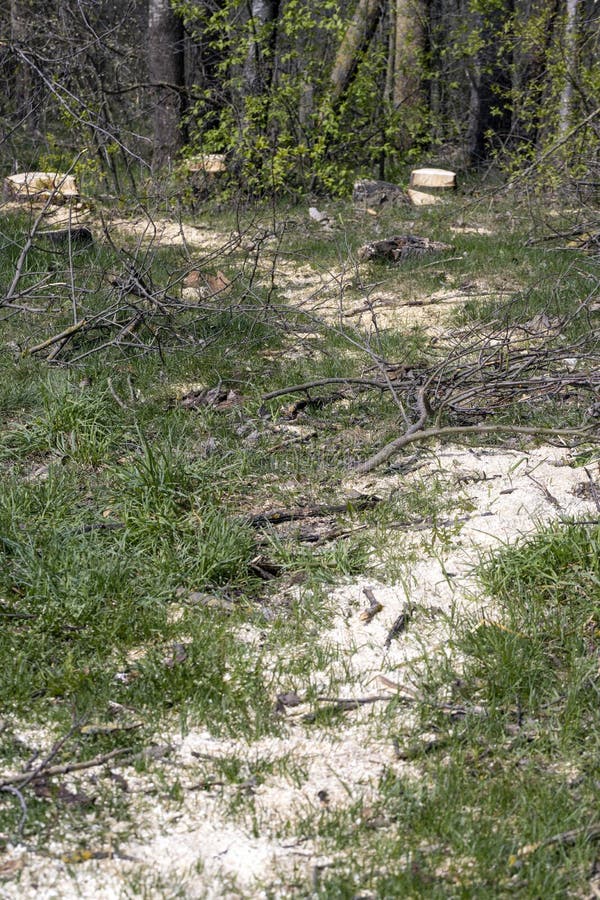 Stumps and Branches Left after Logging in the Forest Stock Photo ...