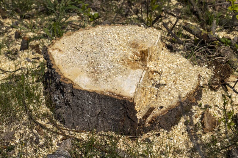 Stumps and Branches Left after Logging in the Forest Stock Image ...