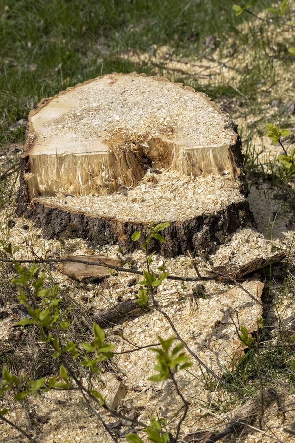 Stumps and Branches Left after Logging in the Forest Stock Photo ...