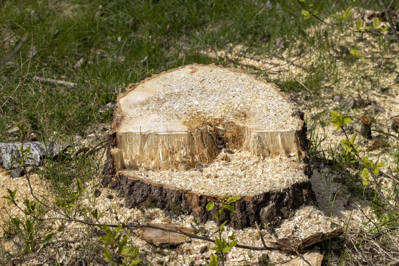 Stumps and Branches Left after Logging in the Forest Stock Image ...