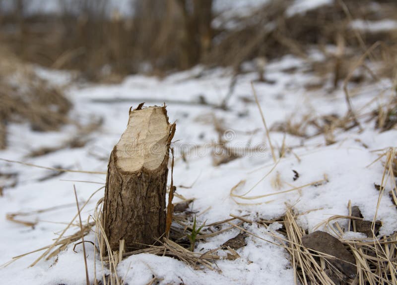 Stumps and Branches of Willow, the Work of Beavers. Beavers Gnawed ...