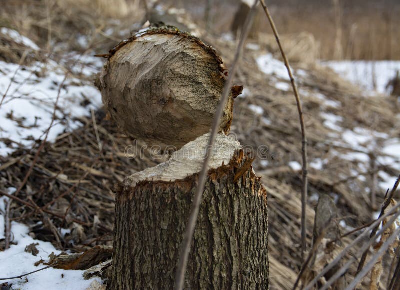 Beaver stumps stock photo. Image of animal, wooden, rodent - 10821386