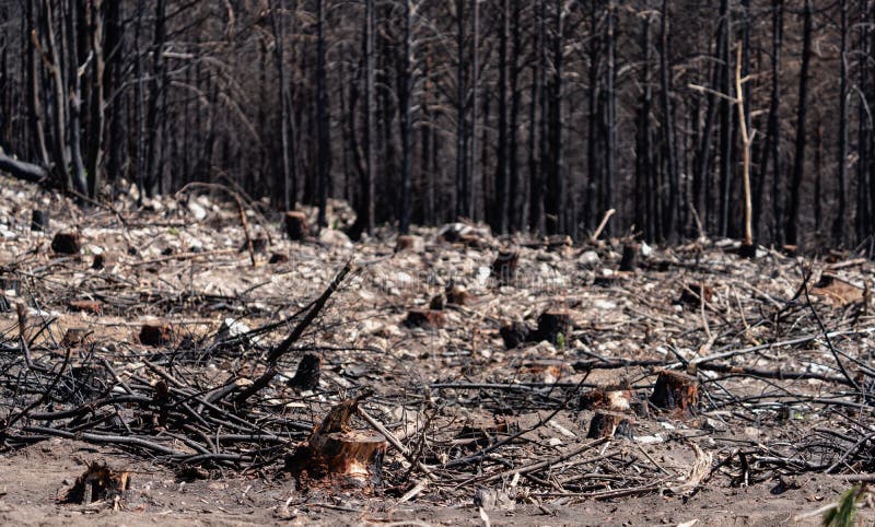 Stumps and Burnt Pine Tree Forest in the Background Stock Image - Image ...