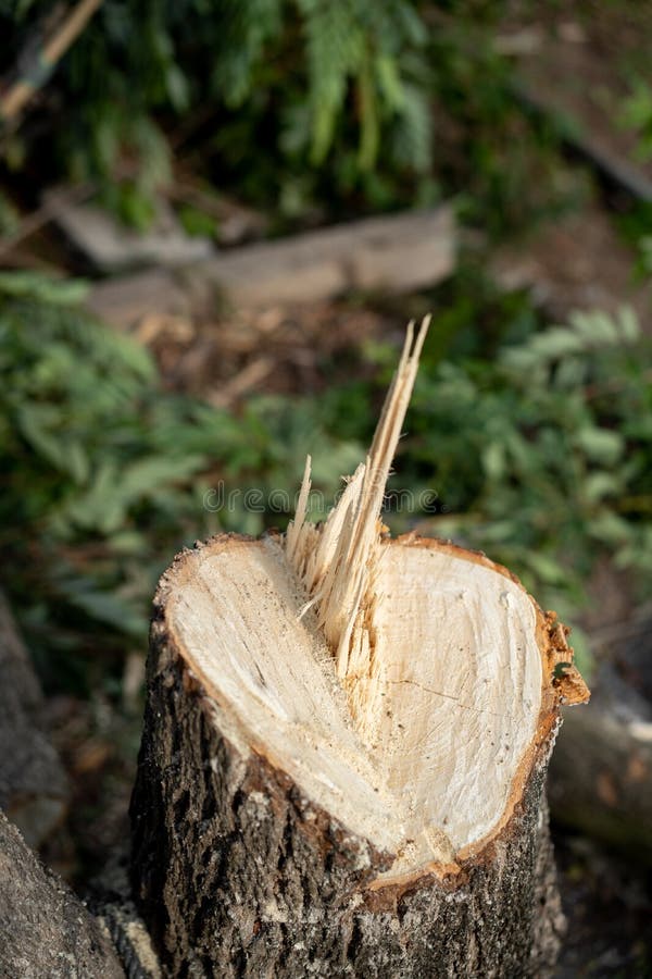 Stumps of cut down tree stock photo. Image of wood, green - 185130054