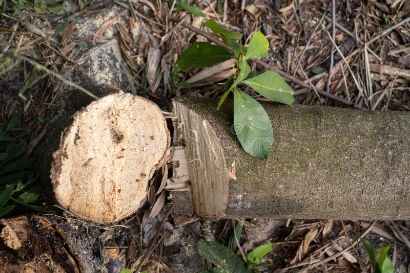 Stumps of cut down tree stock image. Image of outdoor - 185130249