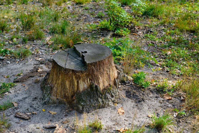 Stumps from Cut Down Trees in Forest Stock Image - Image of forestry ...