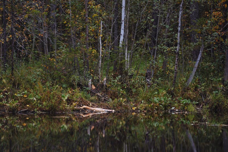 Traces of the beaver stock photo. Image of landscape - 125866932