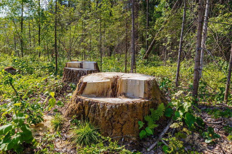 Birch stump in the forest stock photo. Image of lumberjack - 145005810