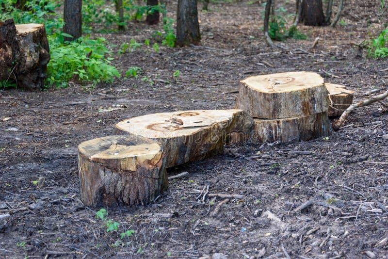 Stumps on the Lawn after Cutting Down Trees. Stock Photo - Image of ...