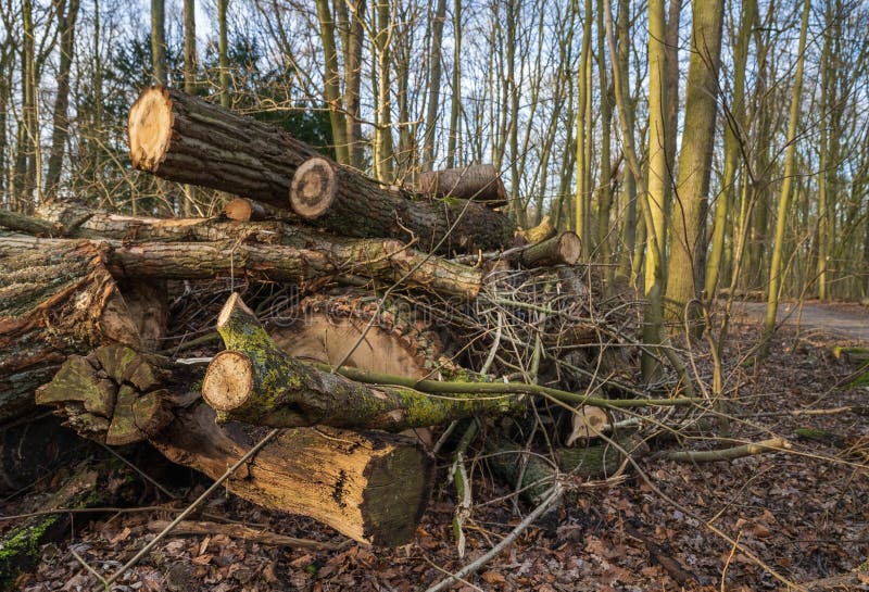 Stumps and Logs in Park. Timber Logging Industry Banner Stock Photo ...