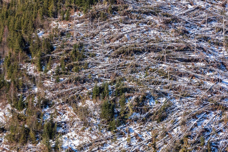 Fallen Trees in Coniferous Forest after Strong on the Side of a ...