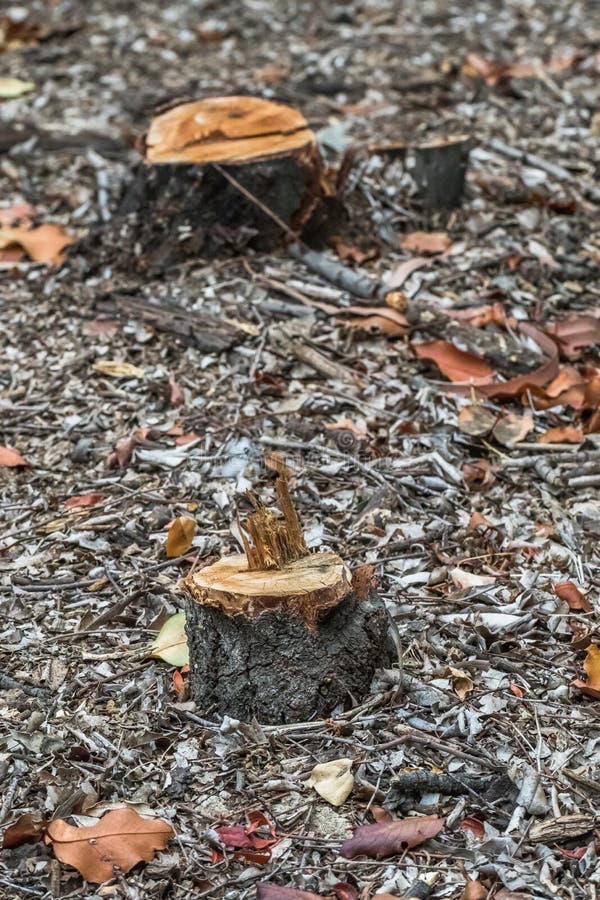Stumps of old trees stock image. Image of problem, environmental - 94199891