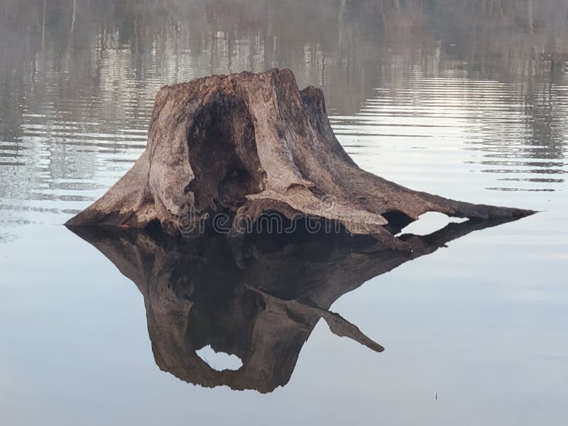 A stumps reflection stock image. Image of wood, nature - 206713781