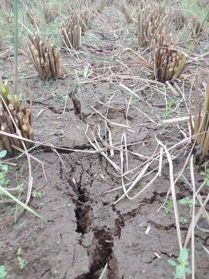 Stumps on Rice Plants after Harvest in Paddy Fields Stock Photo - Image ...