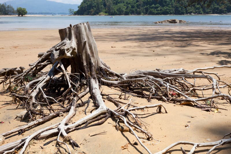 Stumps and Roots of Dead Tree at the Beach. Stock Image - Image of ...