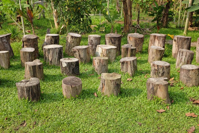 Stumps of Tree Trunks stock image. Image of industry - 31615361