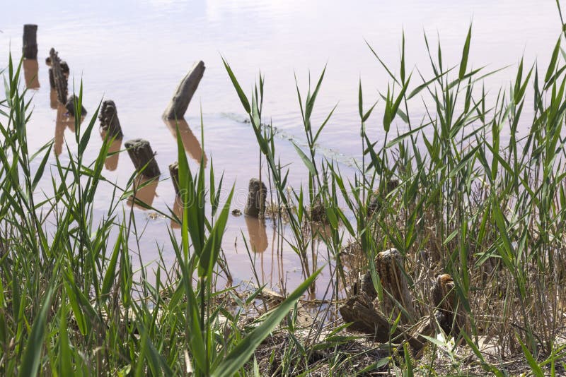 Stumps of Trees in Swamp. Pink Water. Water Reflections. Reeds on Shore ...