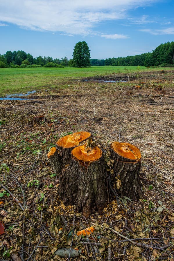 Stumps of Valuable Alder Trees Deforestation Against a Background of ...