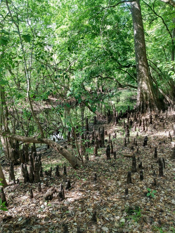 Stumps in the Wood stock photo. Image of wood, trail - 275867392