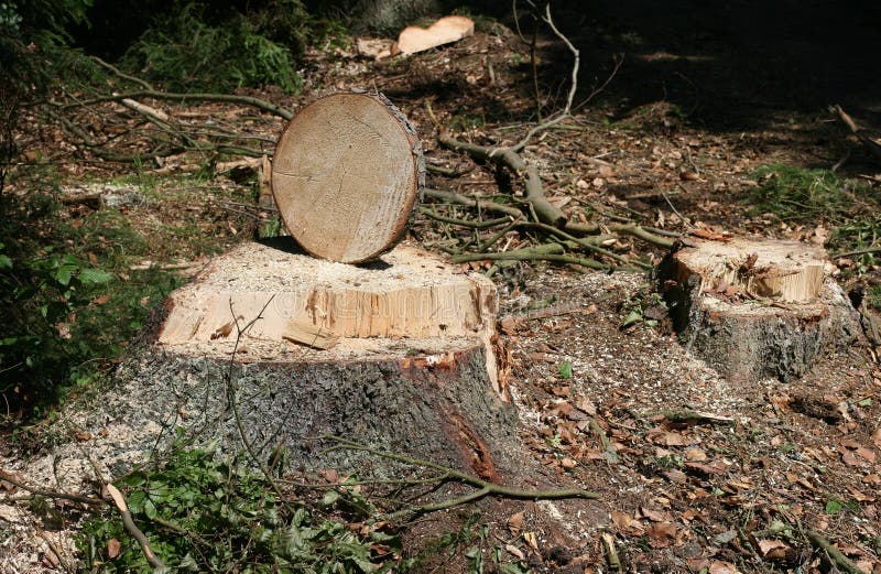 Stumps woods stock image. Image of trees, deforestation - 32333177