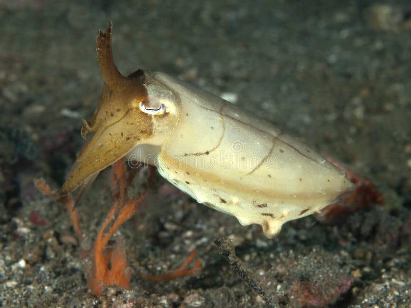 Stumpy cuttlefish obraz stock. Obraz złożonej z sepia - 29941721